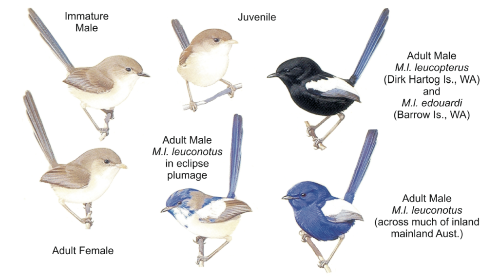 Fairy-wrens & Emu-wrens Archives | ABSA