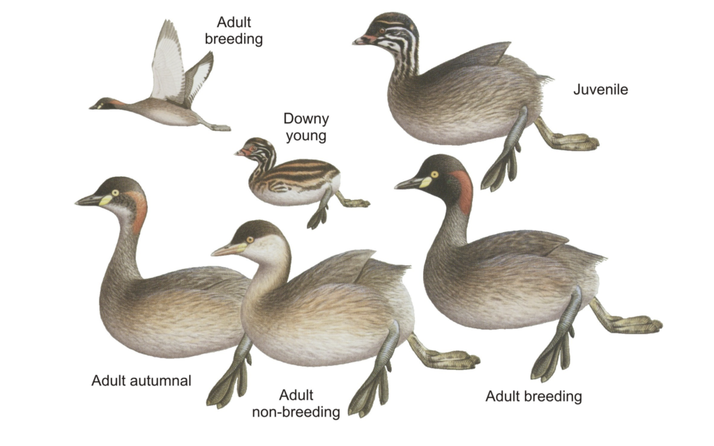 Australasian Grebe | ABSA
