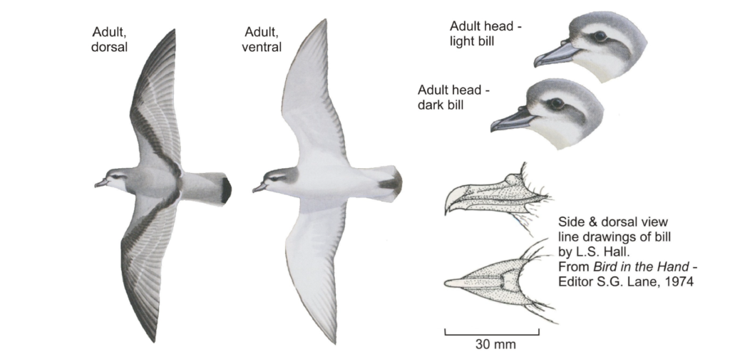 Prions Archives | ABSA