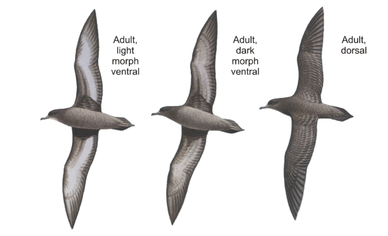 Shearwaters Archives | ABSA