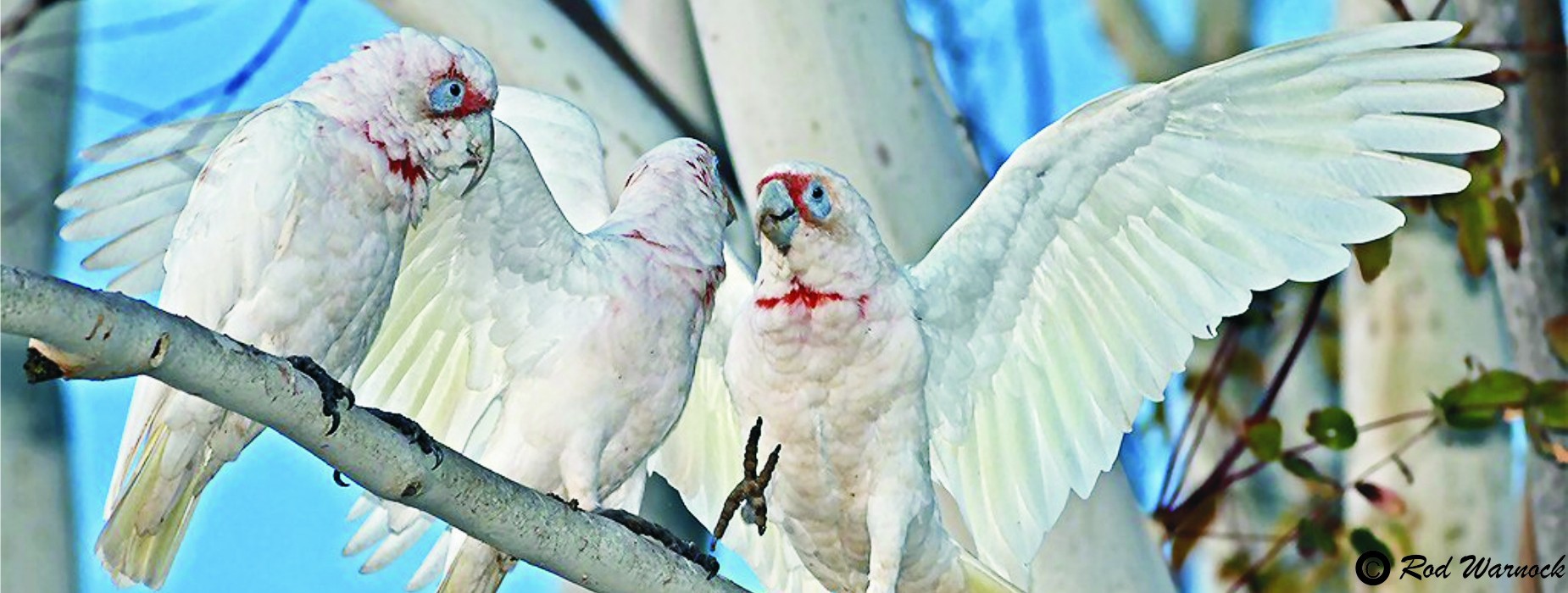 About Corella | ABSA